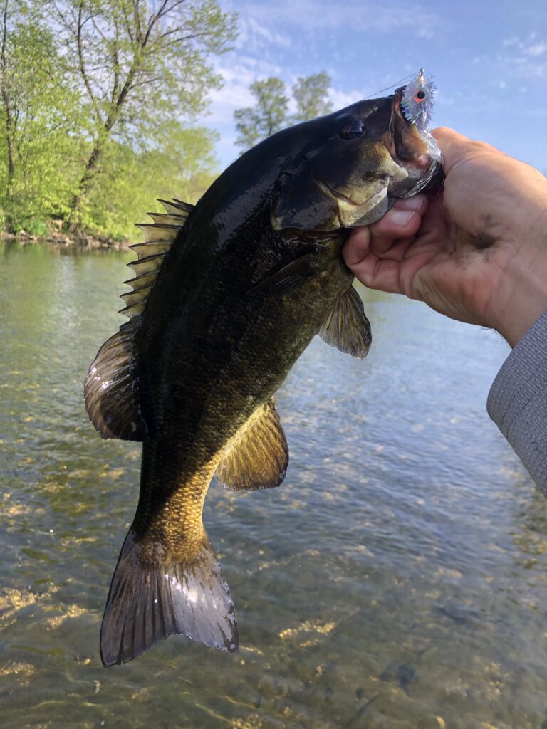 Mastering Early Spring River Smallmouth Bass Fly Fishing - Wooly Buggin'