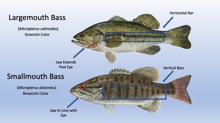 Largemouth vs Smallmouth: What's the Difference? - Wooly Buggin'