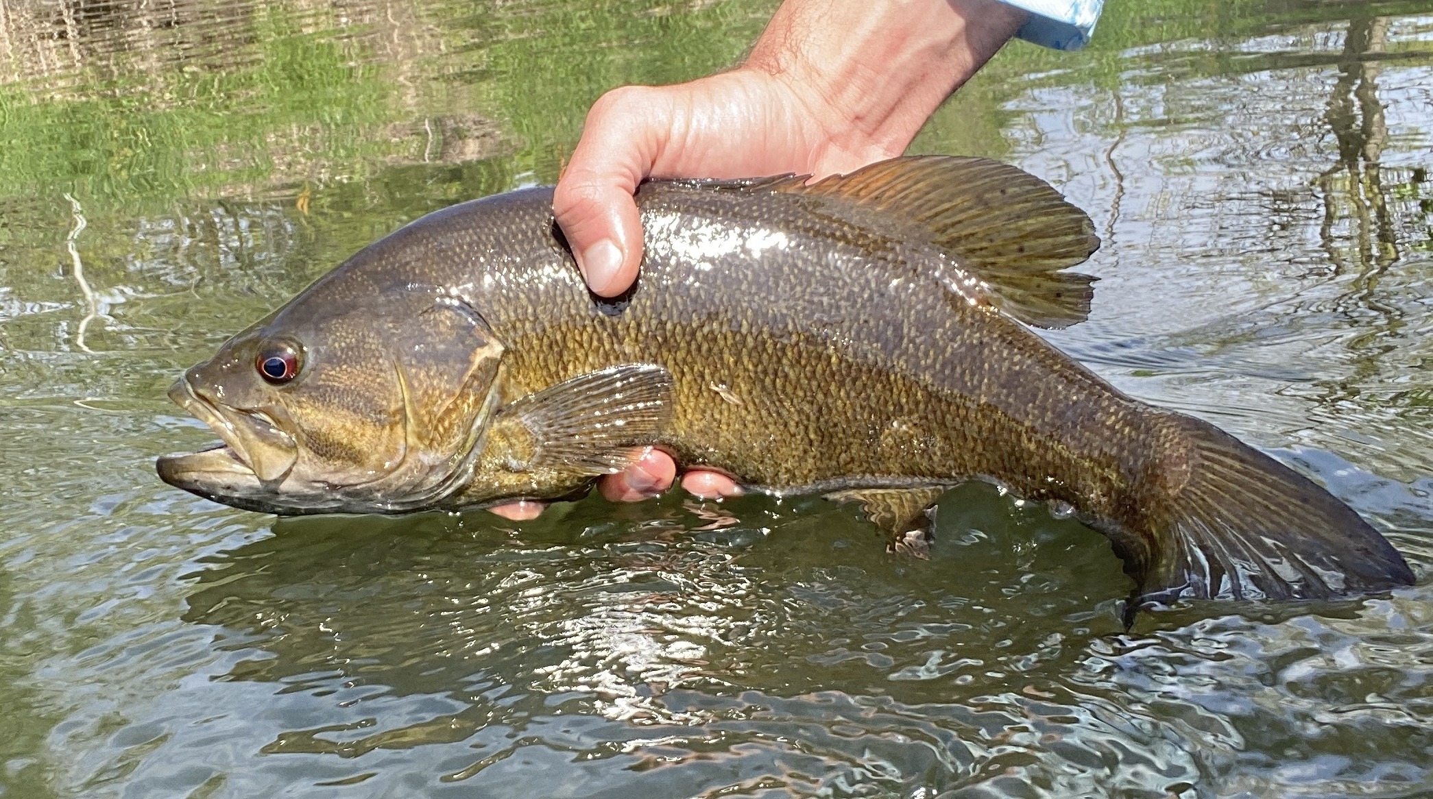 Should You Fish for Smallmouth During the Spawn? - Wooly Buggin'